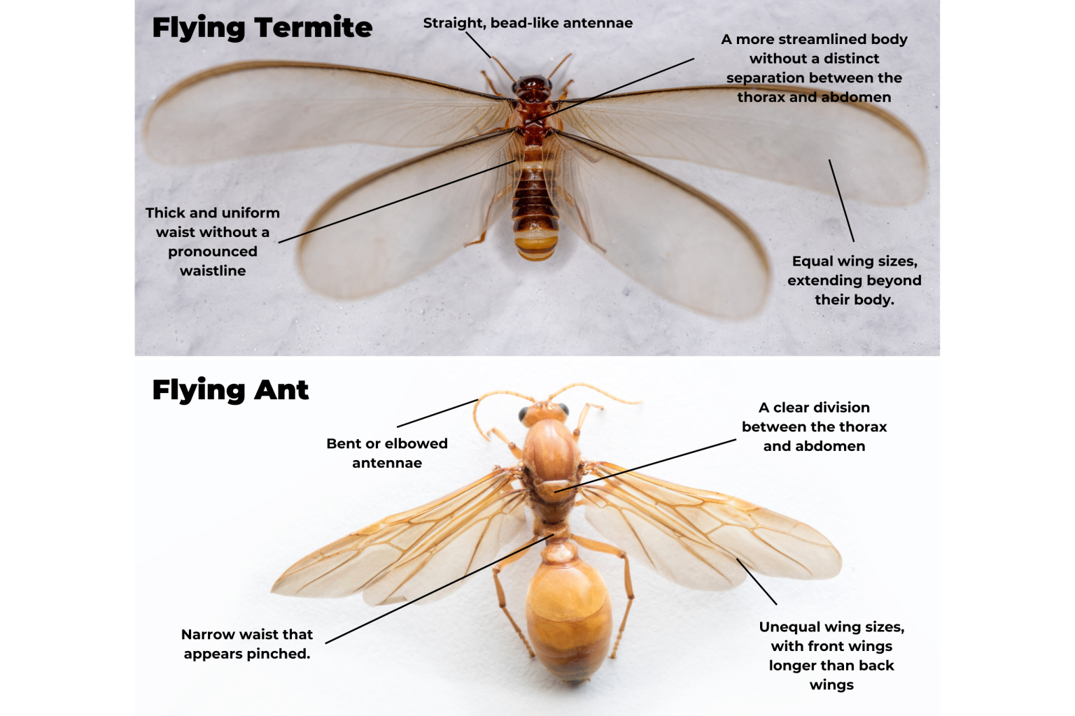 Dealing with Flying Termites: A Quick Guide