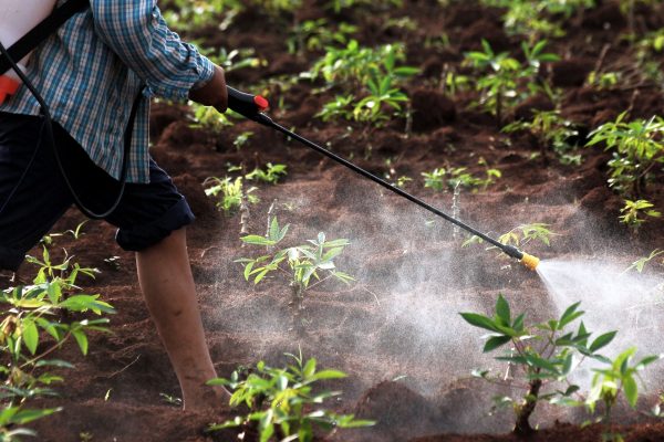Avoid These 5 Toxic Fertilizers: What Not to Use in Your Garden