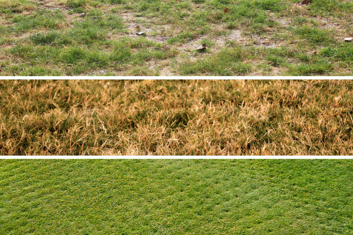 Demystifying Lawn Fertilization: What is it & Why You Might Need It