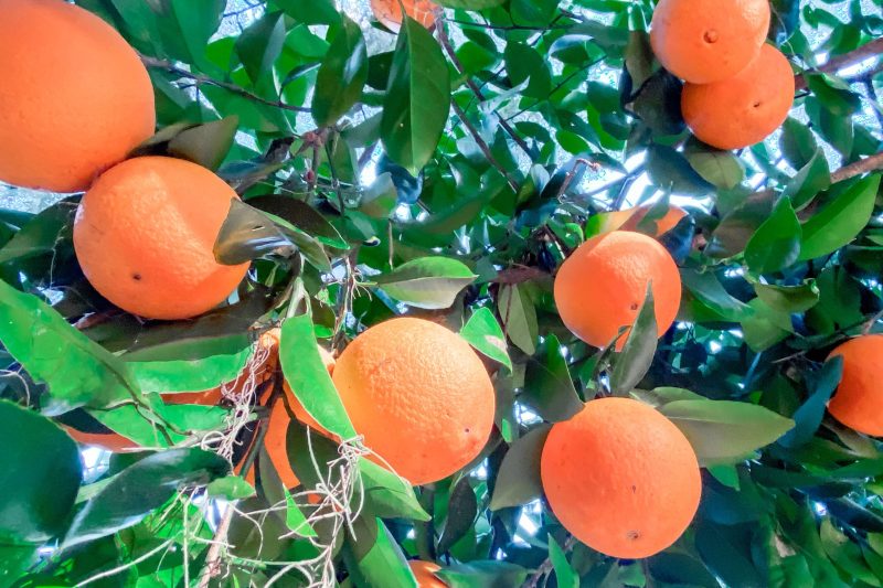 5 Best Fruits To Grow in Florida [INSTRUCTIONS]