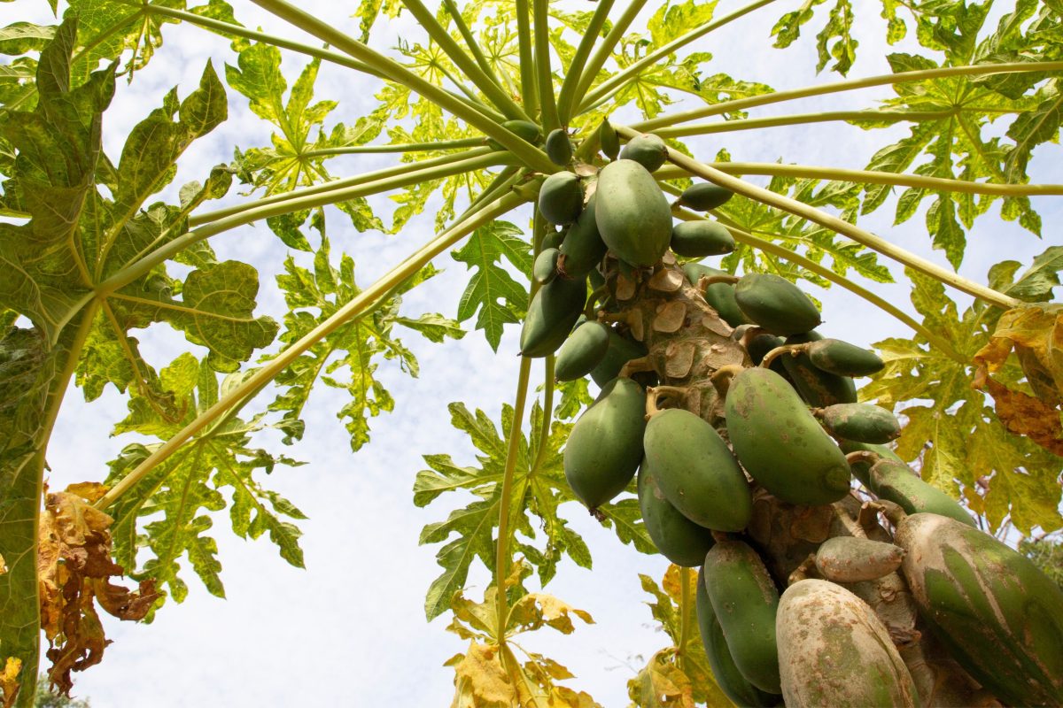 5 Best Fruits To Grow in Florida [INSTRUCTIONS]