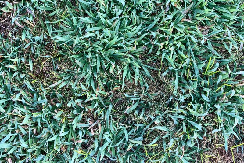 Identify the 7 Common Lawn Weeds in Florida [PICTURES]