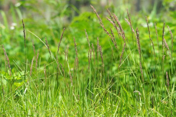 Identify the 7 Common Lawn Weeds in Florida [PICTURES]