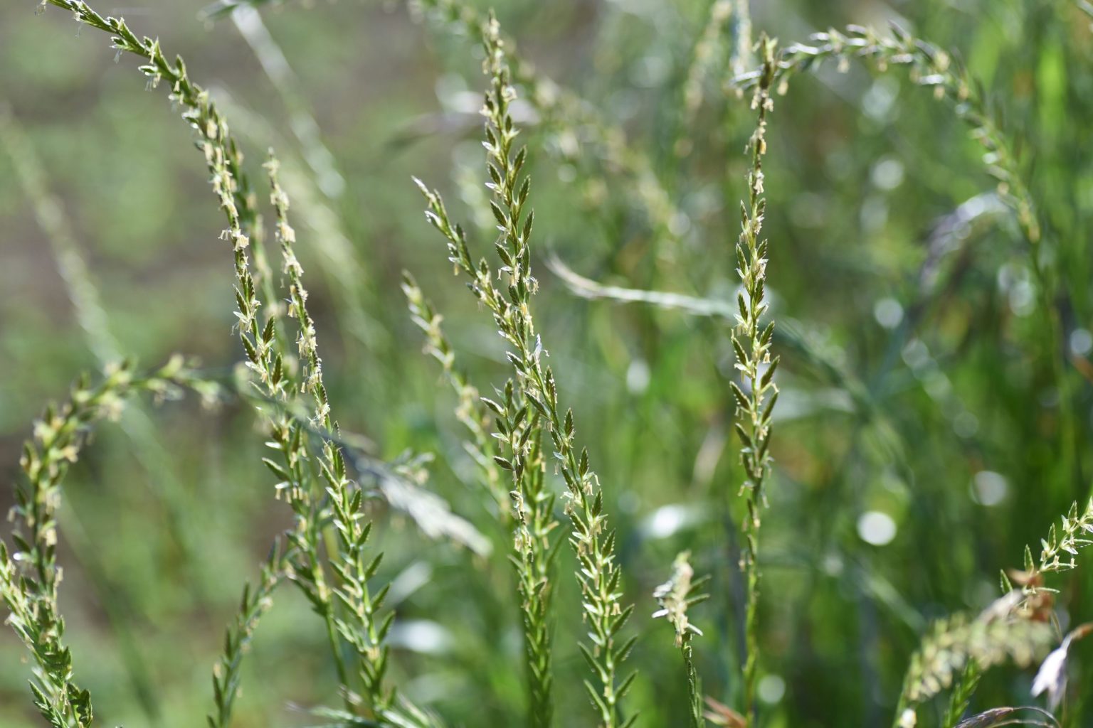 Identify the 7 Common Lawn Weeds in Florida [PICTURES]
