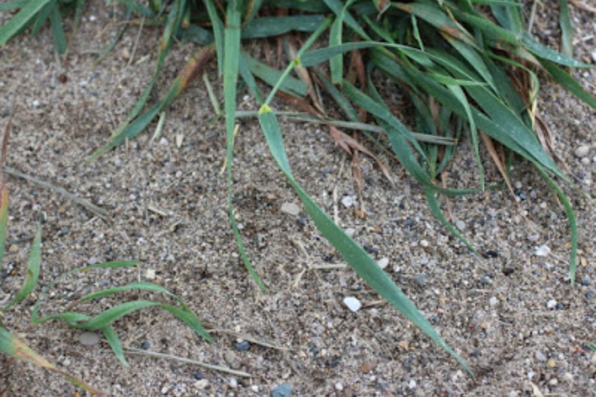 Identify the 7 Common Lawn Weeds in Florida [PICTURES]