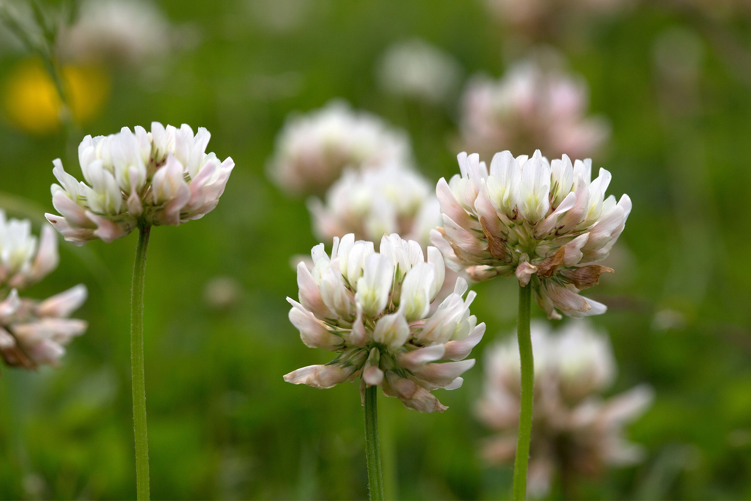 Identify the 7 Common Lawn Weeds in Florida [PICTURES]