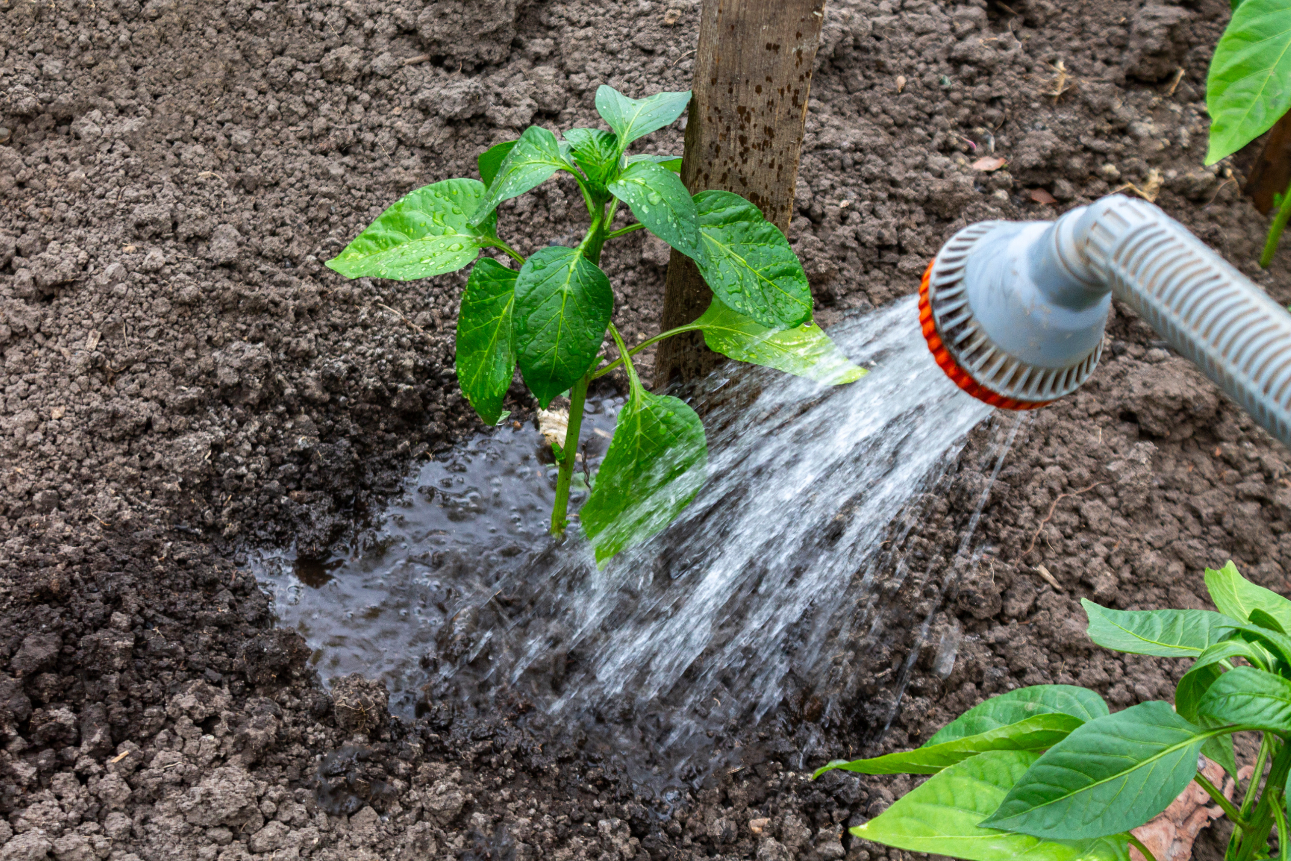 7 Major Signs Overwatering or Underwatering Your Trees