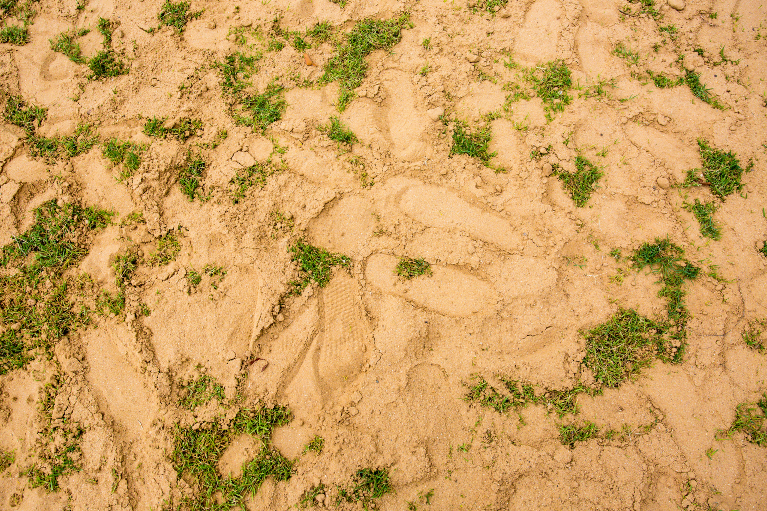 How To Grow Grass in Sandy Soil: A Floridian Step-by-Step Guide