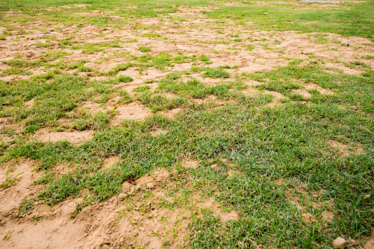 How To Grow Grass in Sandy Soil: A Floridian Step-by-Step Guide