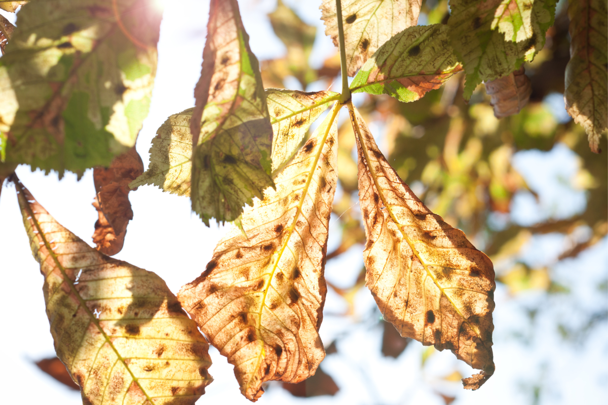 7 Major Signs Overwatering or Underwatering Your Trees