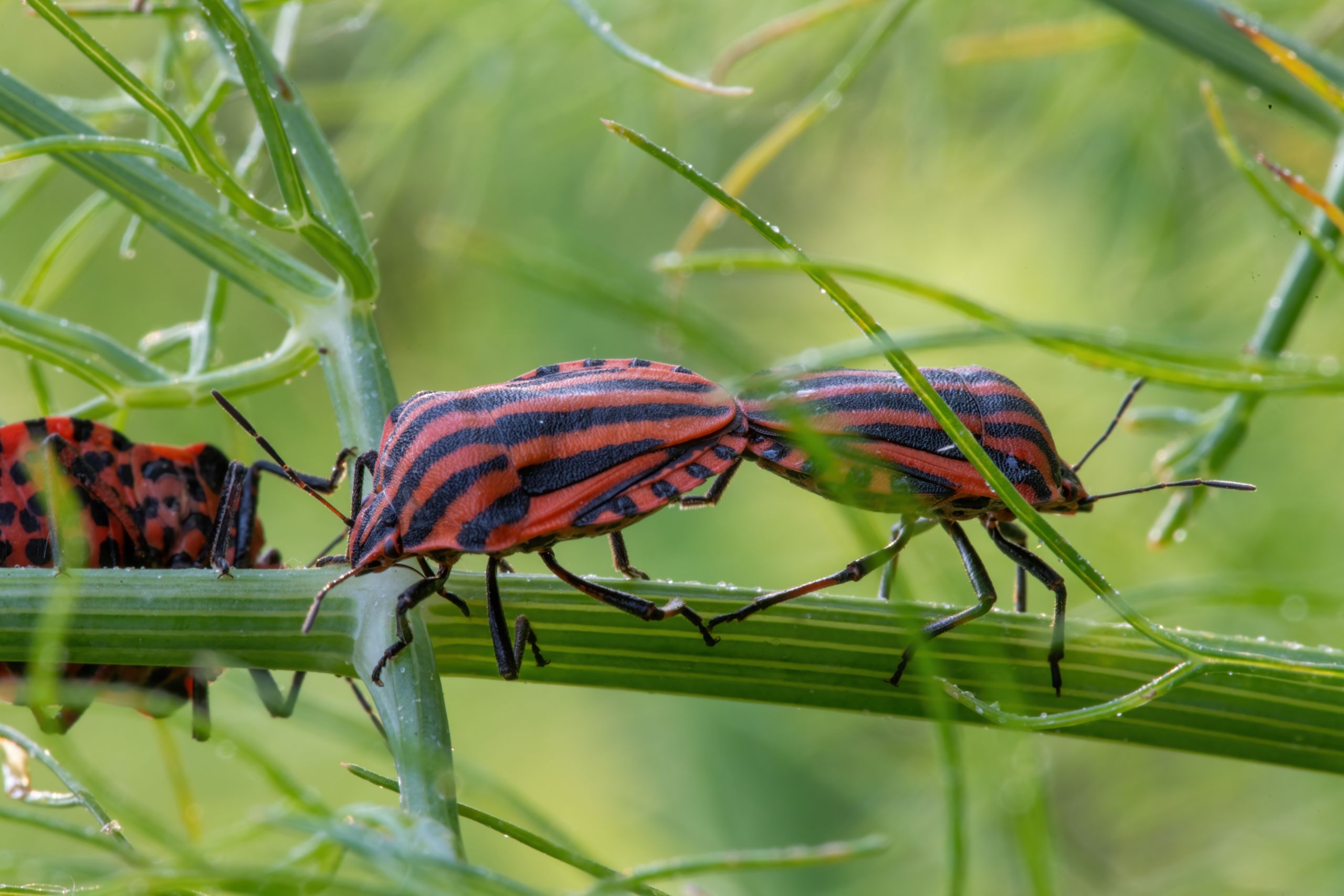 Bugs Killing Your Trees? Here are 5 Ways We’ve Handled It