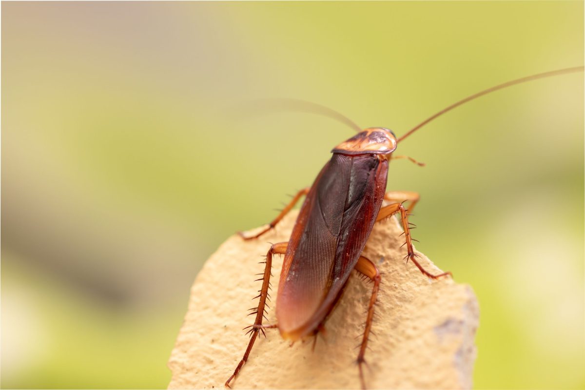 Palmetto Bug Season in Florida: How We Prepare