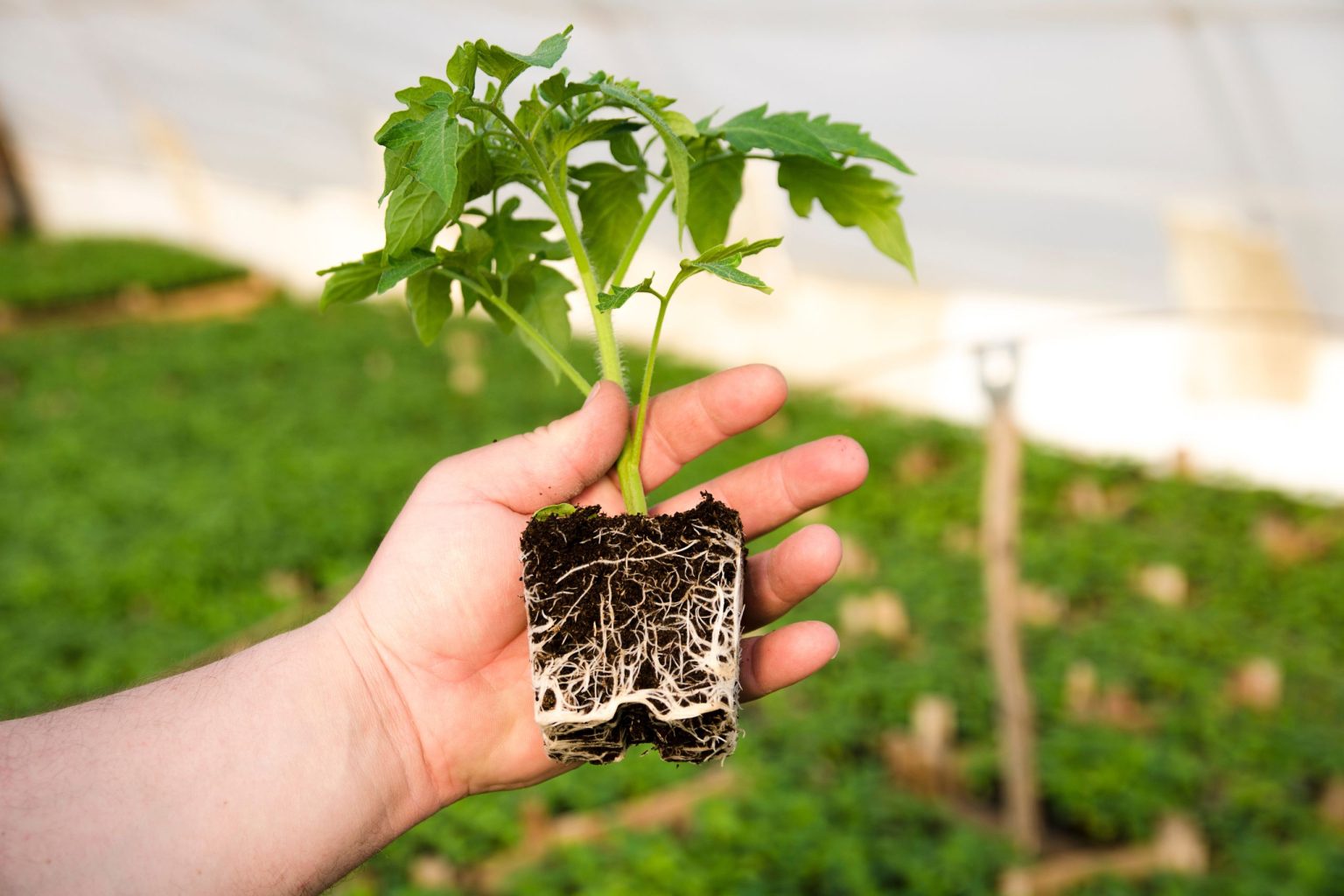 What is a Plant Root Zone? Here's What You Need To Know